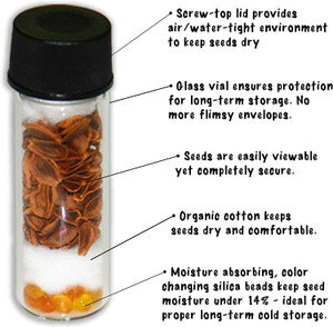 VibeX ® VMR-341 Magentaspreen Tree Spinach Seeds Seed Price in India ...