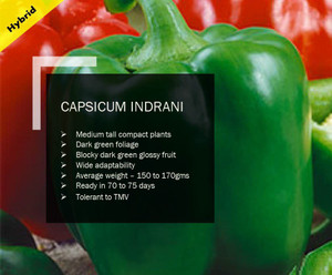 VibeX CAPSICUM INDRANI SEEDS(250 Seeds) Seed Price in India - Buy VibeX ...