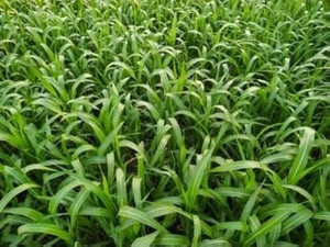 ibains Grass seeds for goat Seed Price in India - Buy ibains Grass ...