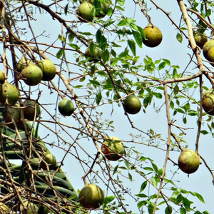 Aywal Aegle marmelos , Bael Patra Seed Price in India - Buy Aywal Aegle ...
