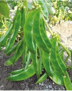 Aywal Heirloom Semphali Seed Price in India - Buy Aywal Heirloom ...