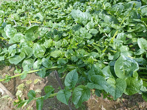 NaturalAgrocare Healthy pui shak seeds (Malabar spinach) Seed Price in ...
