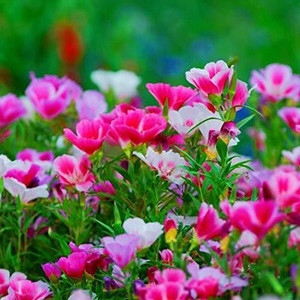JRYU Clarkia Elegance Double mixed flower Seed Price in India - Buy ...