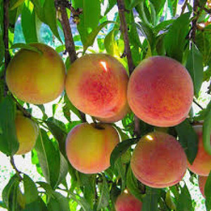 ACCELCROP Peach Aadu Fruit Seed Price in India - Buy ACCELCROP Peach ...
