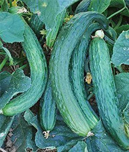 VibeX ® VMR-253 Heirloom Suyo Long Cucumber Seeds Seed Price in India ...