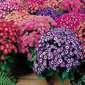 JRYU Cineraria ‘Mix’ F1 Hybrid Flower Seeds for Home Gardening Seed ...
