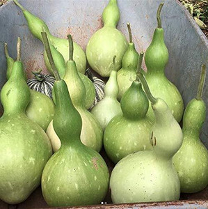 VibeX Bottle Gourd Desi Seeds Ghia Ghia Kaddu-(10 Gms, 50 Seeds) Seed ...