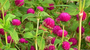 MAA Gomphrena Seed Price in India - Buy MAA Gomphrena Seed online at ...