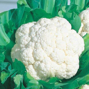 WILLVINE GBPUT -IX Pusa Shubhra Variety Cauliflower [10g, 3000 Seeds ...