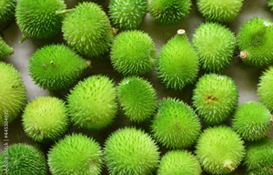 Arshiayat Kantola Seeds/Spiny Gourd Seeds Hybrid Small Pack of 43 Seed ...