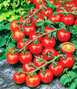 DIVINE TOMATO , TAMATAR Seed Price in India - Buy DIVINE TOMATO ...