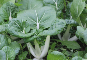 Atlus Dwarf Bok Choy " White Stem Pak Choi, Dwarf Pak Choy, Pok Choi ...