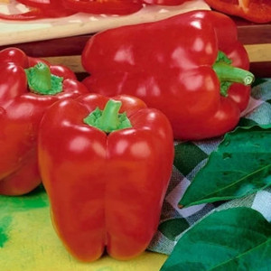 Aywal Red Color Capsicum, Shimla Mirch Seed Price in India - Buy Aywal ...