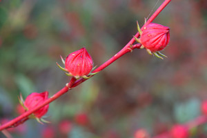 ASPEN Red Gongura | Red Pulicha Keerai | Kenaf Leaves | Red Pundi Seed ...