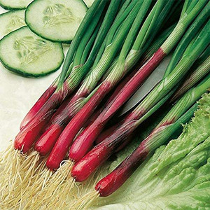 VibeX ® XLR-142 Red Welsh Onion Heirloom Seeds Seed Price in India ...