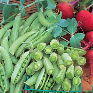 TRICONE Matar Seed Price in India - Buy TRICONE Matar Seed online at ...