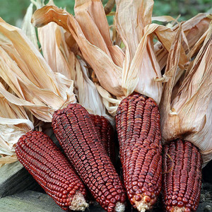 VibeX ® LXI-698 Heirloom Red Dent Corn Seed Price in India - Buy VibeX ...
