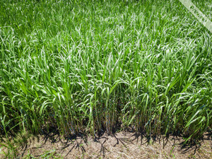 Pbevergreen Hybrid Fodder Grass For Pig, 100% germination Seed Price in ...