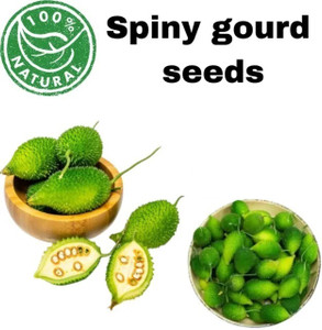 VibeX Spine gourd Seeds, Kantola (कंटोला) ककोड़ा[250 Gms, 1250 Seeds ...