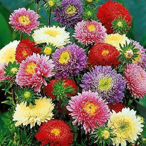 CYBEXIS Aster Princess Mix Seed Price in India - Buy CYBEXIS Aster ...