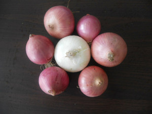 WATIKA Red Sweet Onion Seed Price in India - Buy WATIKA Red Sweet Onion ...