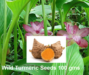 Juan Organic Wild Turmeric, Kasturi Manjal, Curcuma aromatica, kasturi ...