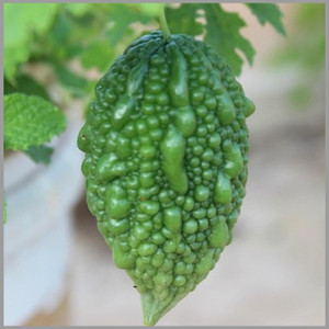 Aywal Bitter Gourd, Karela Seed Price in India - Buy Aywal Bitter Gourd ...