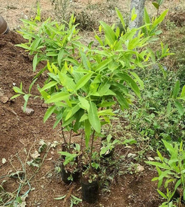 BDSresolve Sandalwood tree seeds white/White chandan seed 12 Seed Price ...