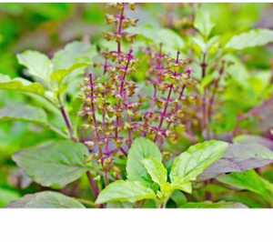 SEEDSART Tulsi Seeds " High Germination Seeds" Fast -Growth /120 Seeds ...