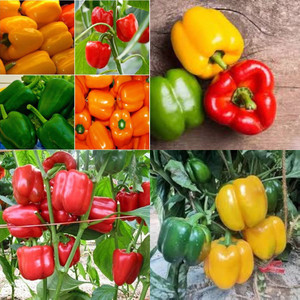 ibains Shimla mirch seed shimla mirchi pack of 25 Seed Price in India ...