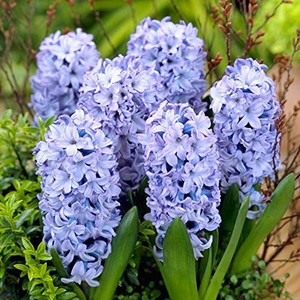 Oakwood Farms Hyacinth Light Blue Color Flower Bulbs For Your Garden ...