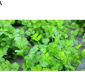 MAA Parsley Seed Price in India - Buy MAA Parsley Seed online at ...