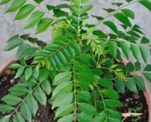 GROWN Sweet Neem Curry Leaf Kadipatta Plant Seed - Roof / Kitchen ...