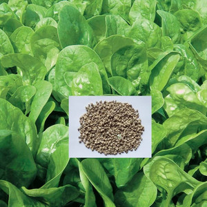 GOLU HYbrid Green Malabar Spinach Pui Shak Seeds, Hybrid Pui Shak Seeds ...