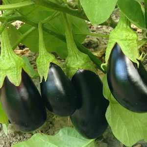naturehils Brinjal Seed, BR-300 Organic Muktakeshi Brinjal , Black ...