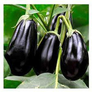 PMA Mixed Brinjal Seeds, Muktakeshi-1000, Vegetable Seed, Bengan Hybird ...