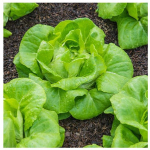 Avysa Lettuce Green (Salad Patta) English Vegetable Seed Price in India ...