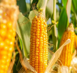Aywal Golden Jubilee Yellow Sweet Corn Seed Price in India - Buy Aywal ...