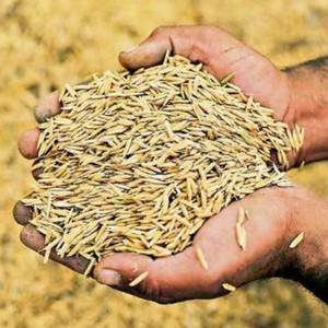 naturehils Rice Paddy Seeds, Miniket Paddy For Puja, Germination Paddy ...