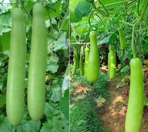 Arshiayat Louki seeds Seed Price in India - Buy Arshiayat Louki seeds ...