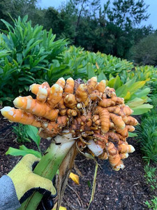 BDSresolve Aromatic Turmeric/haldi Plant Rhizomes for Planting Seed ...