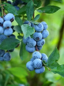 Chalisa Blueberry, Blueberries Seed Price in India - Buy Chalisa ...
