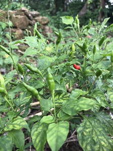 KANAYA Moti Mirch/Pepper Green Hybrid Seed Price in India - Buy KANAYA ...