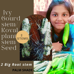 PALM SHADE Ivy Gourd stem with roots, Kovakkai/ Koval plant stem with ...