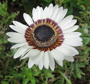 Paudha Venedium white Seed Price in India - Buy Paudha Venedium white ...