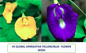VS GLOBAL CLITORIA TERNATEA / APARAJITHA YELLOW AND BLUE FLOWER SEEDS ...