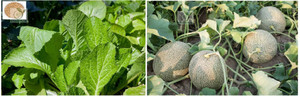 STOREFLIX white mustard - musk melon Seed Price in India - Buy ...