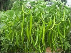 PODHA chilli, mirchi Seed Price in India - Buy PODHA chilli, mirchi ...