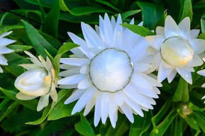 Aro Helichrysum Seed Price in India - Buy Aro Helichrysum Seed online ...