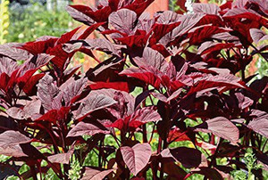 KANAYA Red Cholai Saag Vegetable Seed Price in India - Buy KANAYA Red ...